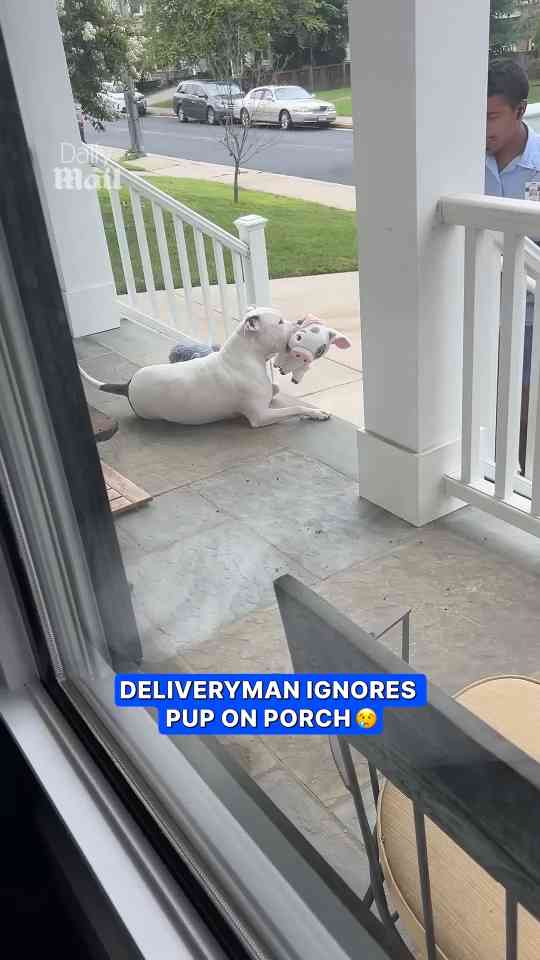 Delivery driver walks past waiting dog on porch