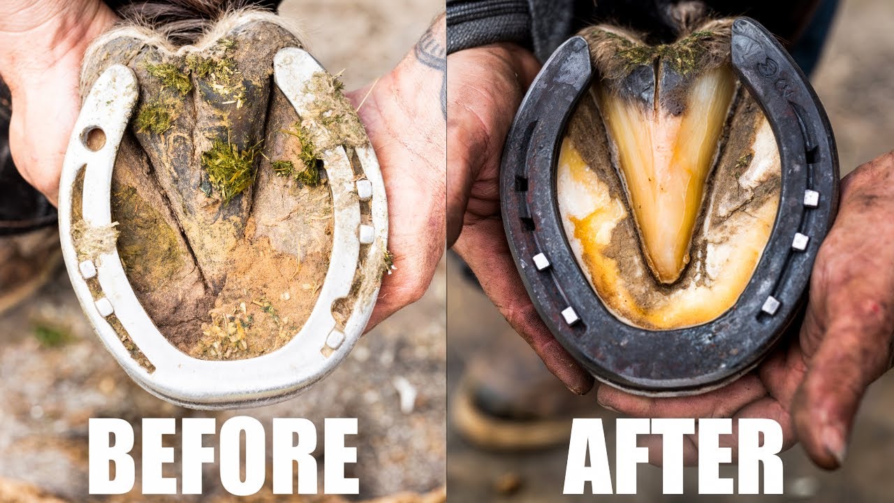 Horse hoof cleaning: The satisfying full restoration process