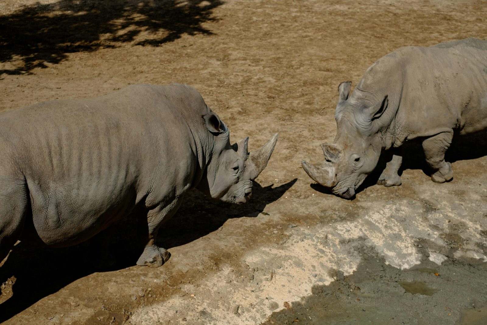 Never make eye contact with these 12 wild animals, according to biologists