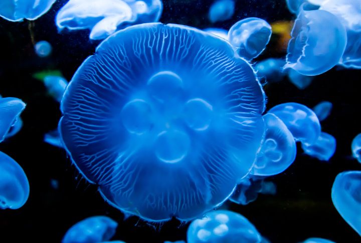15 deep ocean myths busted by science