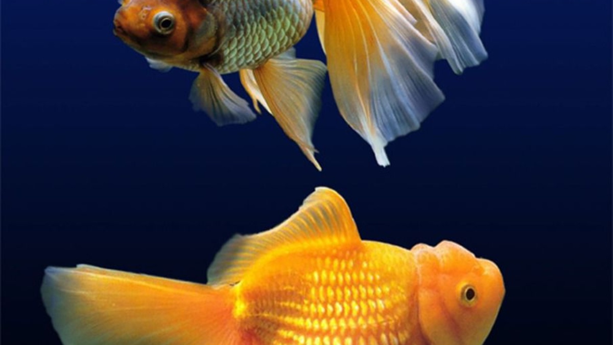 Reasons why aquarium fish might be the perfect pet for your home