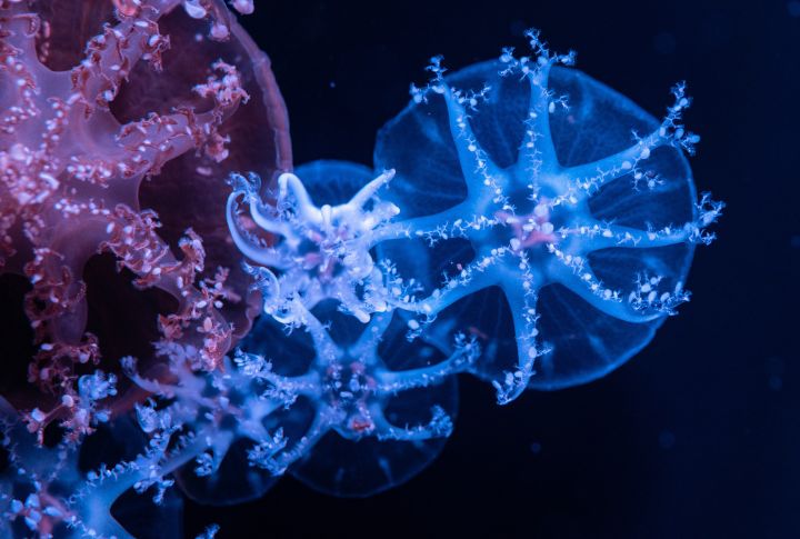 15 deep ocean myths busted by science