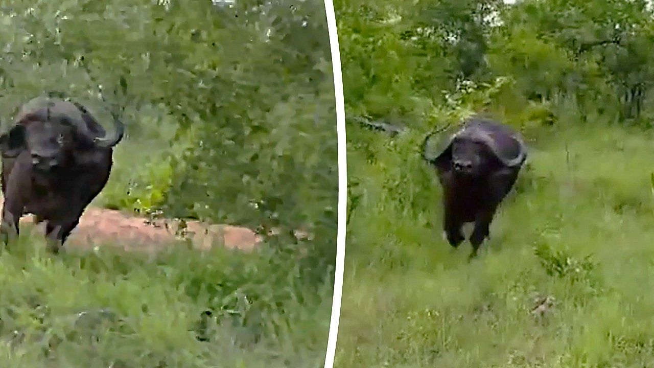 Safari horror: Stressed buffalo rams jeep