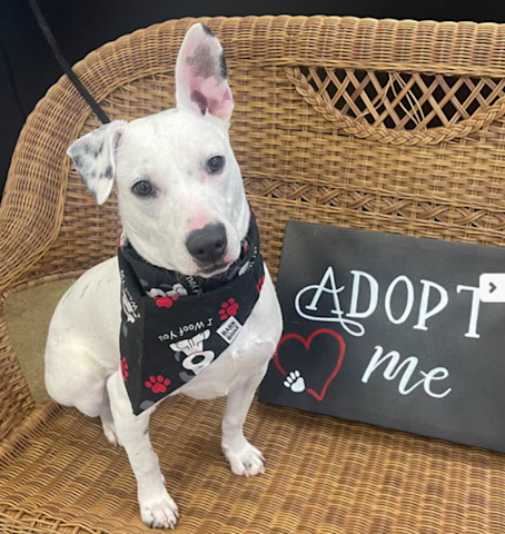 Paws and pals: Playful pup has quiet ears but a big heart