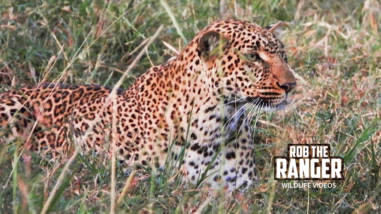 Leopard avoids hyenas while chasing a swift desert hare