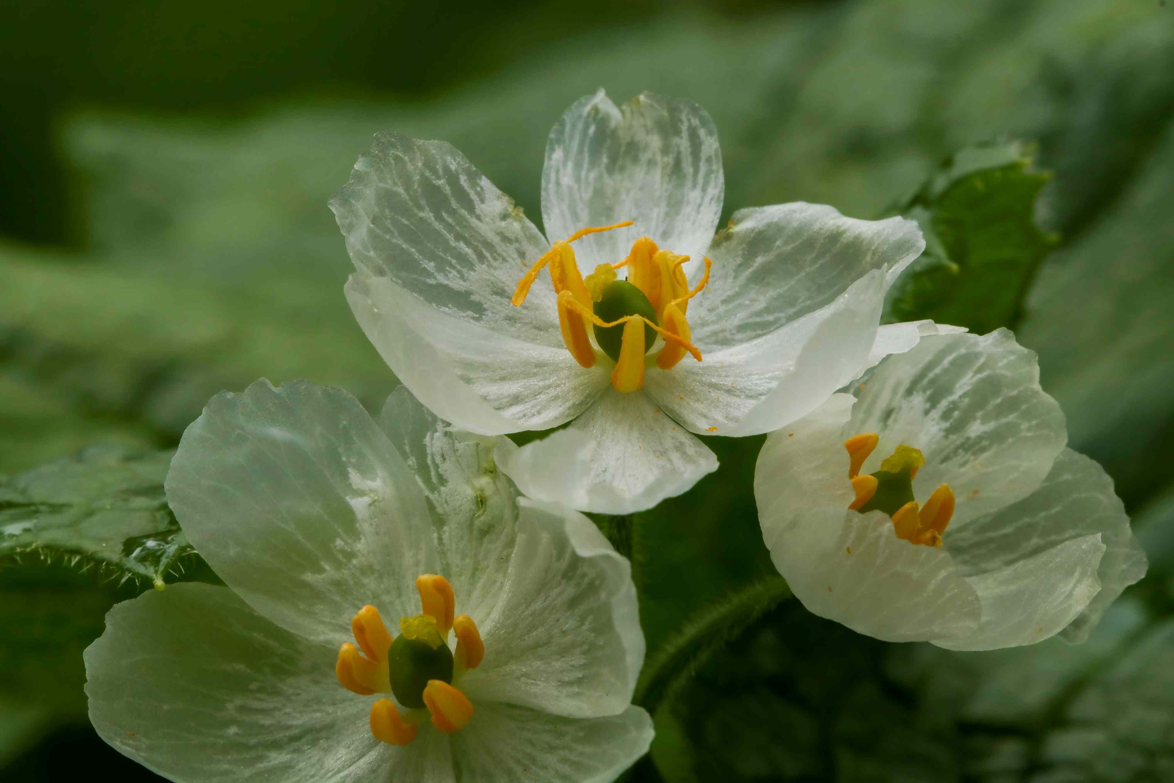 How to plant and grow skeleton flower for its unusual blooms