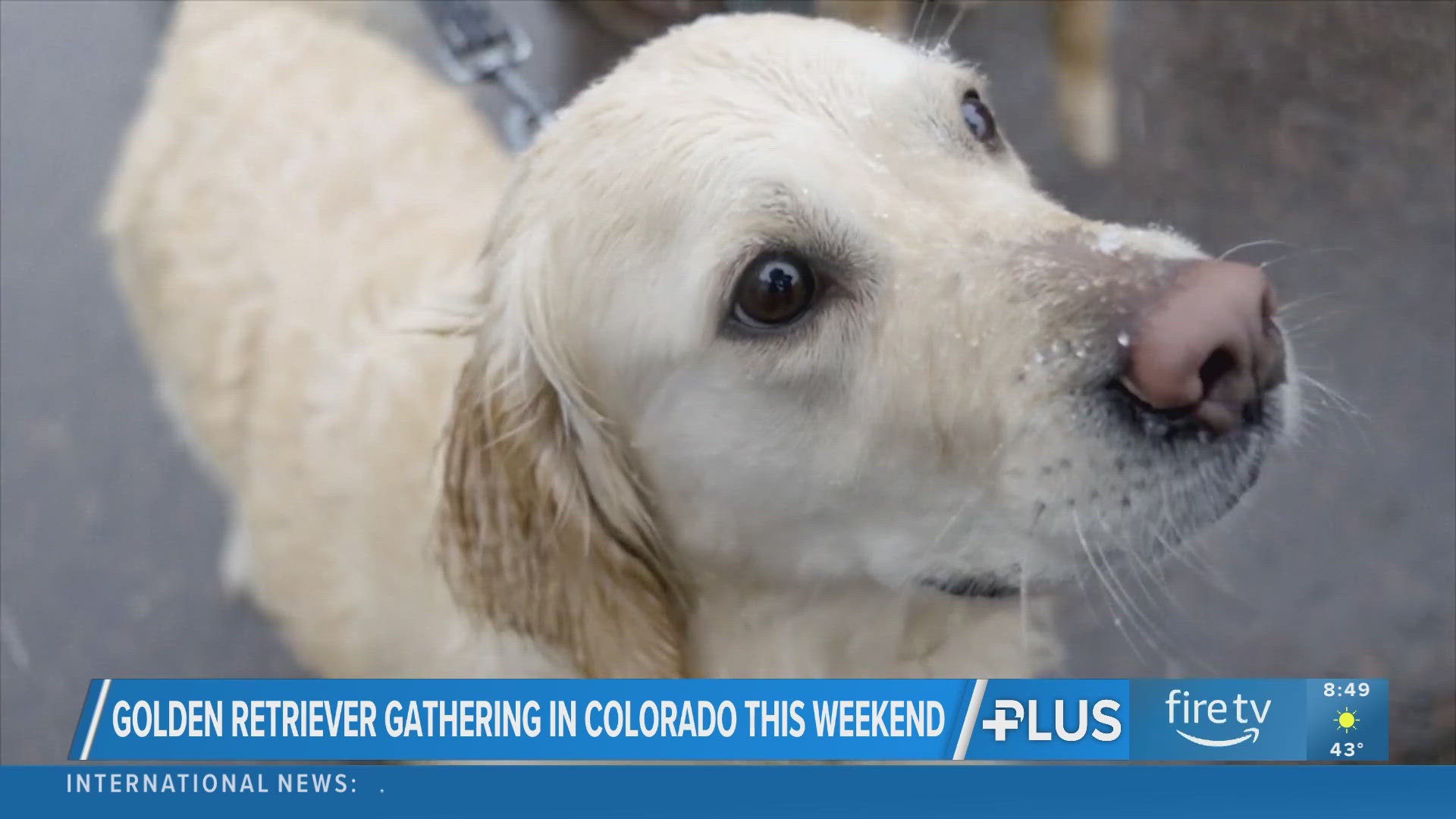 Annual golden retriever gathering returning to Colorado