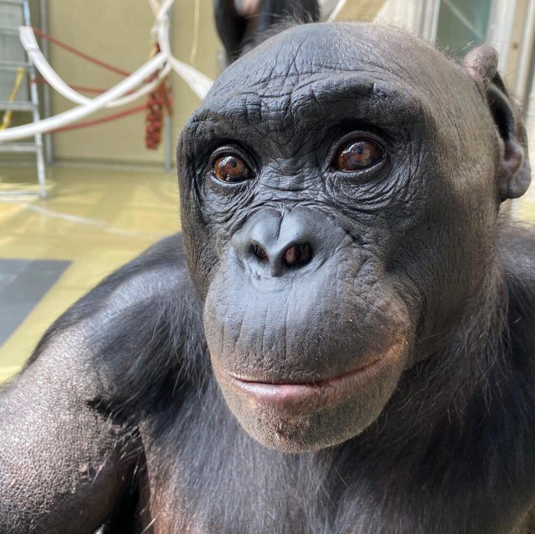 Ape's pretend tea party challenges long-held beliefs about animal ...