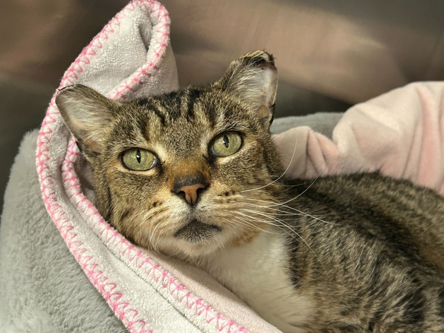 Two cats lose part of their ears due to frostbite