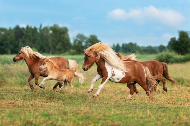 Miniature rescue horses experience freedom in their new pasture