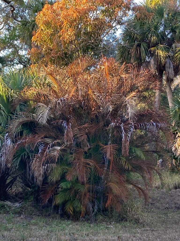 Is my Florida palm tree dead after freezing temps? What to do