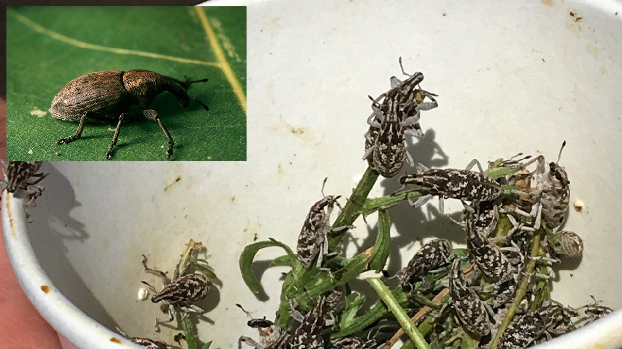 Michigan wants to fight invasive plant with non-native weevils