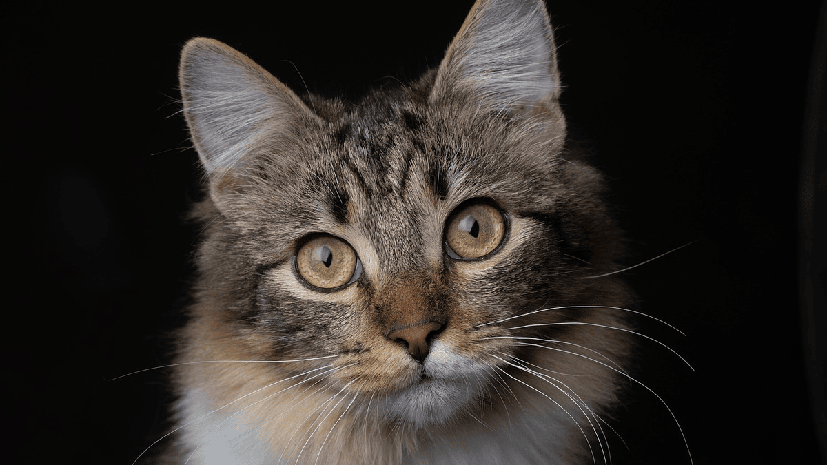 How cats choose their favorite person (and why it's not always the one ...