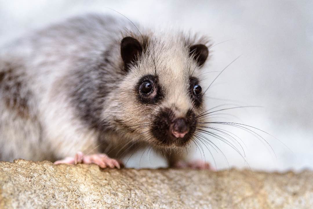 Babe, wake up, new panda rat just dropped!: Meet the Northern Luzon ...