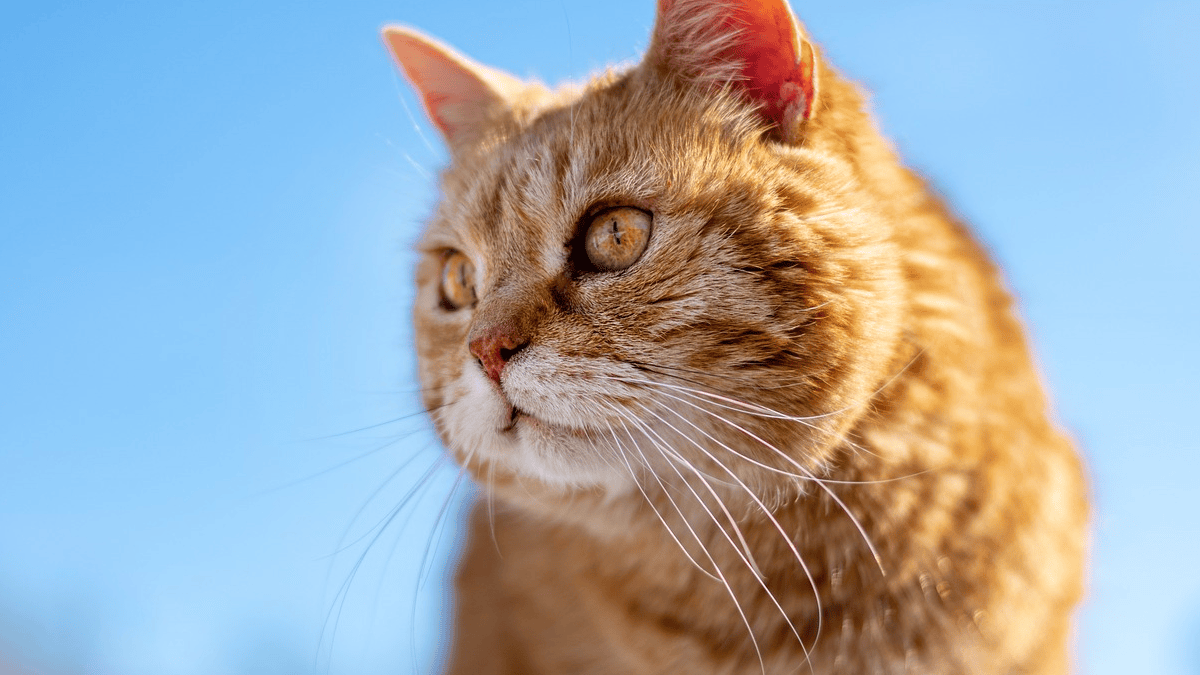 7 subtle signs your cat is feeling isolated and what to do today