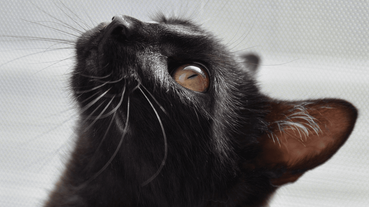 6 signs your cat is emotionally satisfied with you (and very grateful ...