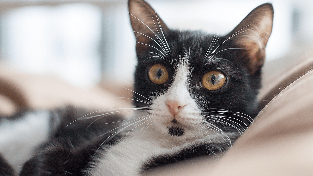Subtle signs that your cat no longer wants to be petted (and how to ...