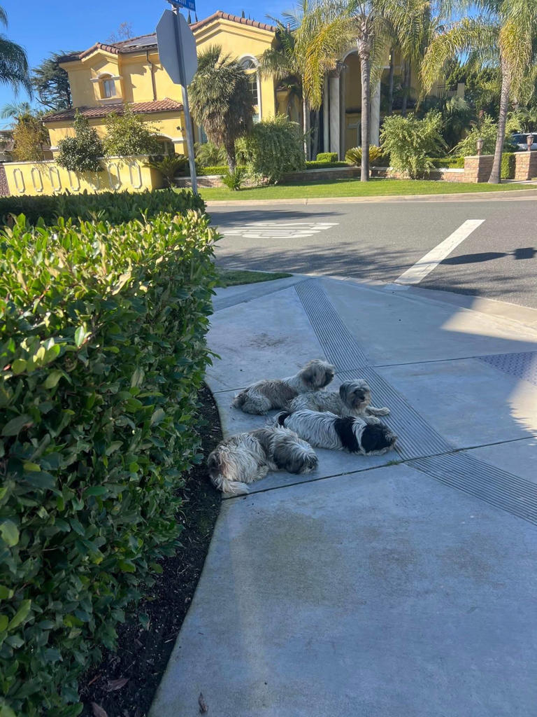 Matted siblings cling to each other after being abandoned on street corner