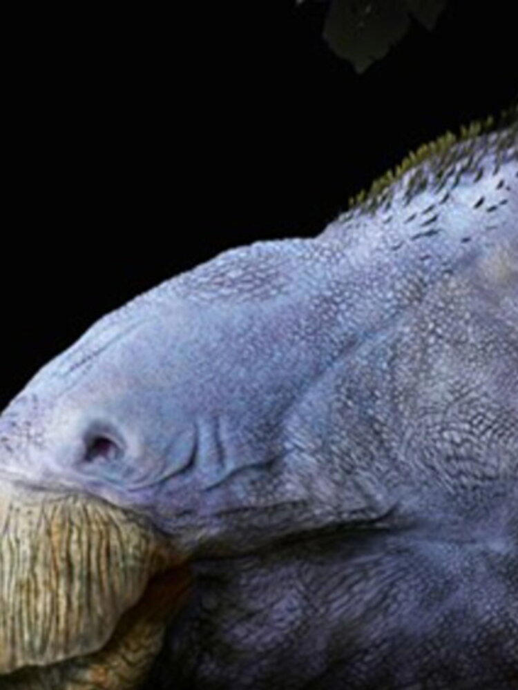 Scoperto un dinosauro con aculei come un porcospino