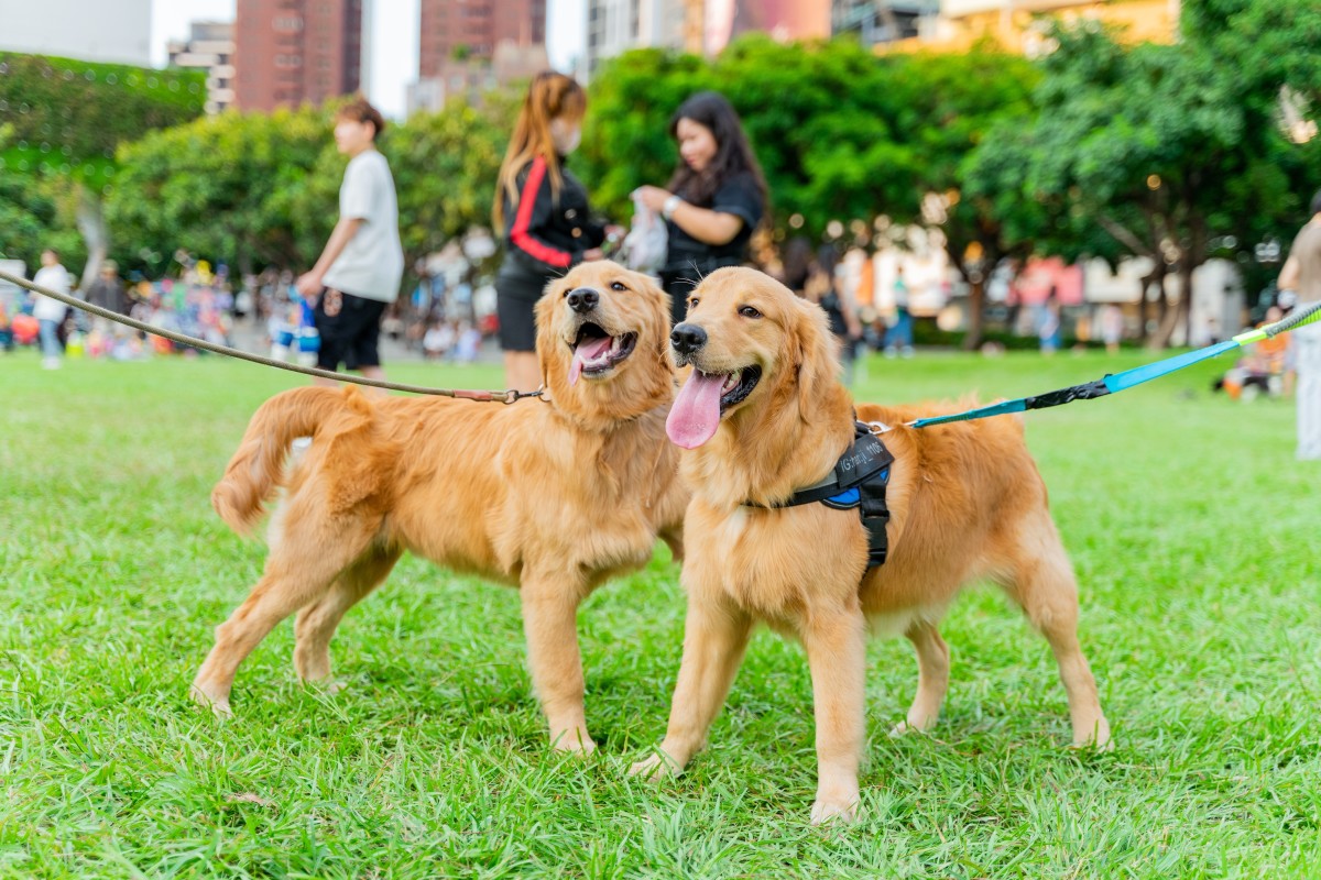 Watch a golden retriever's heartwarming attempts to make a new friend ...