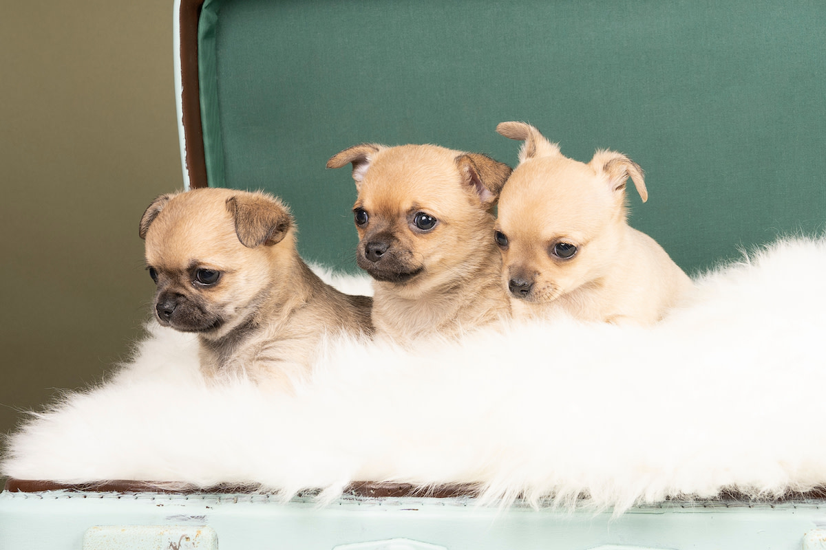Watch eight rescue chihuahua puppies discover toys for the first time ...