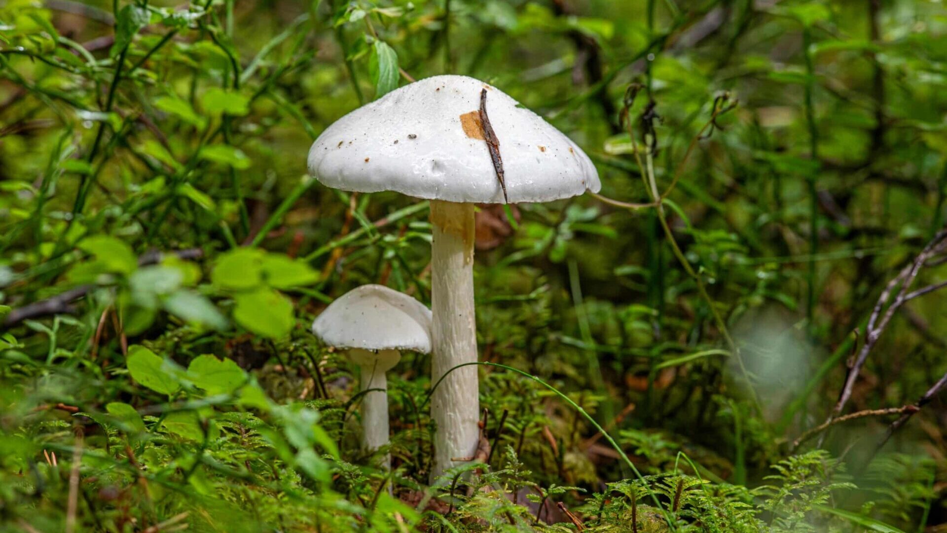 California officials warn public after man dies from eating a highly ...