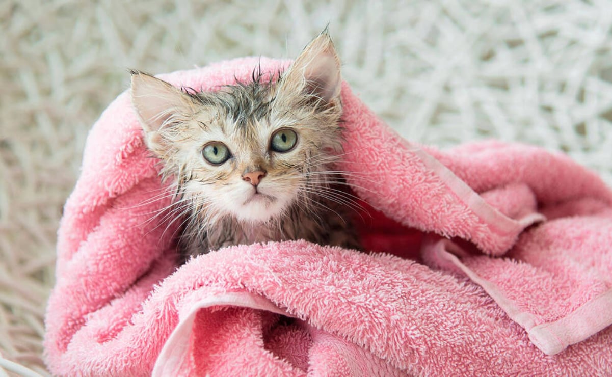 ¿Cada cuánto se recomienda bañar a un gato? Conoce cómo hacerlo ...