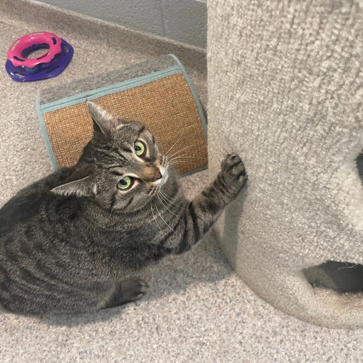 South Haven-area animal shelter offers 'blind dates' for Valentine's Day