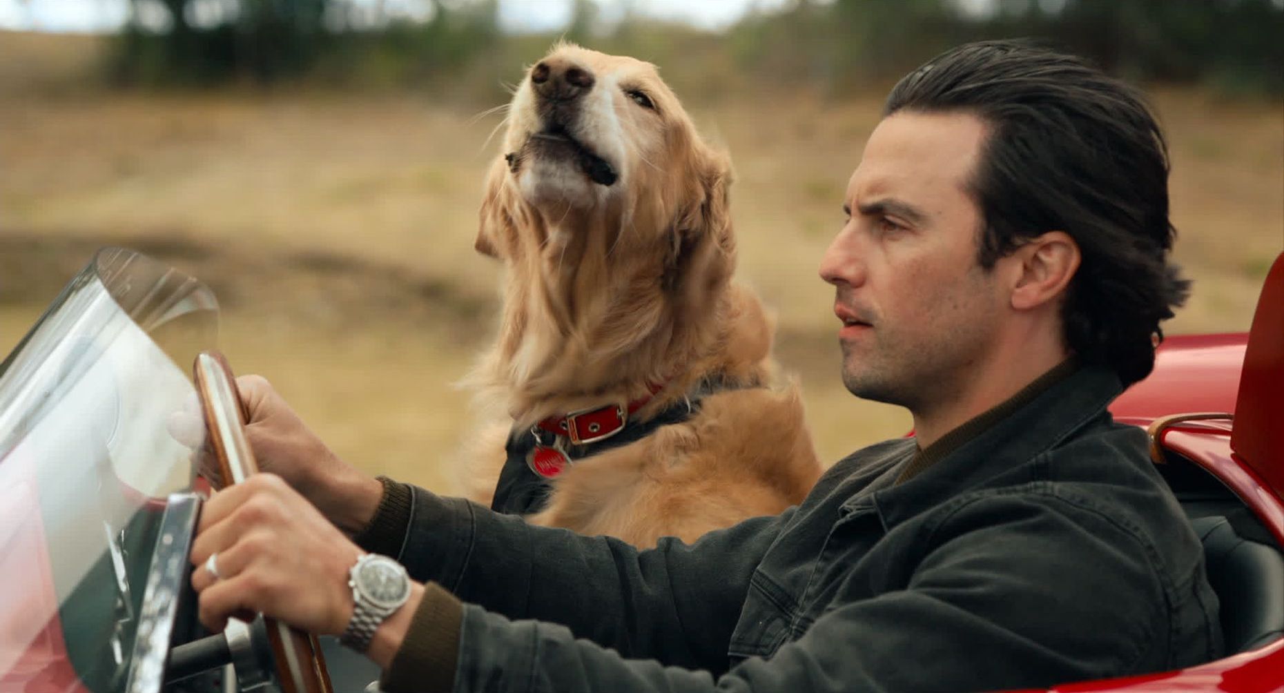 The 20 best movies for dog lovers