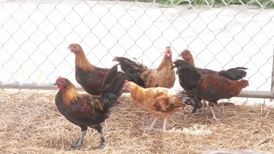 Illinois bill would create statewide right to keep backyard chickens