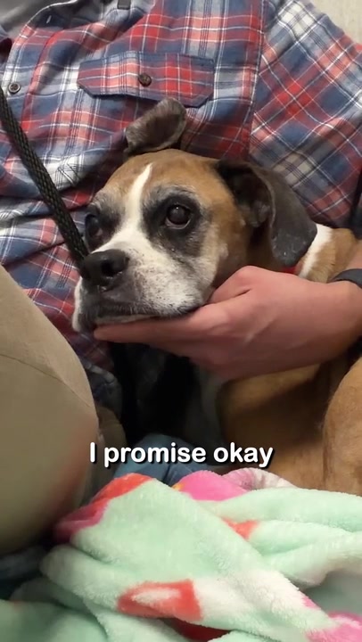 Watch this dog feel loved again after losing her mom