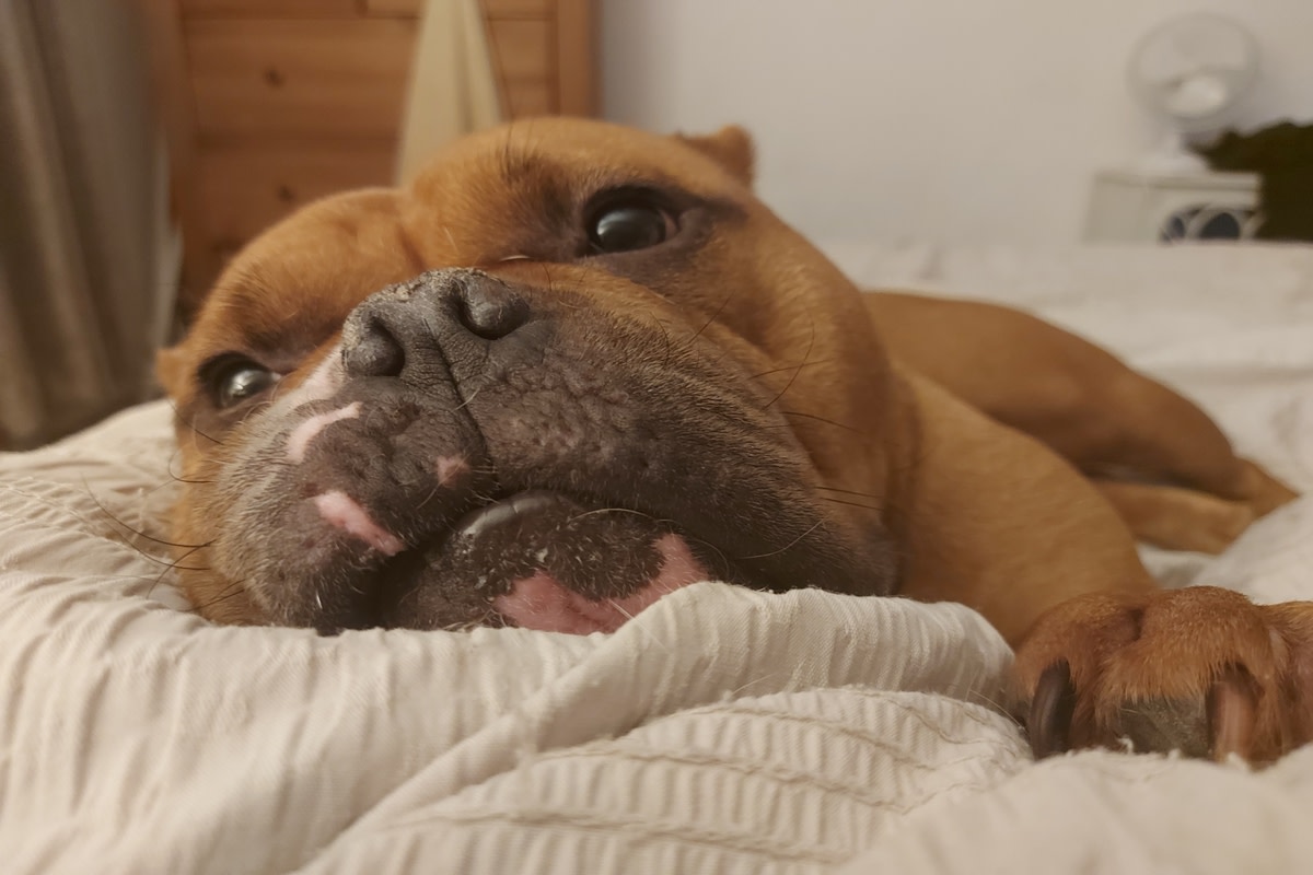 American bully's precious 'toe bouquet' will have you obsessed with the ...