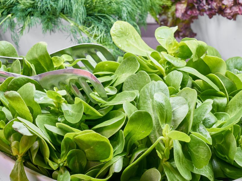 Trick: Wie Sie welken Salat wieder frisch machen