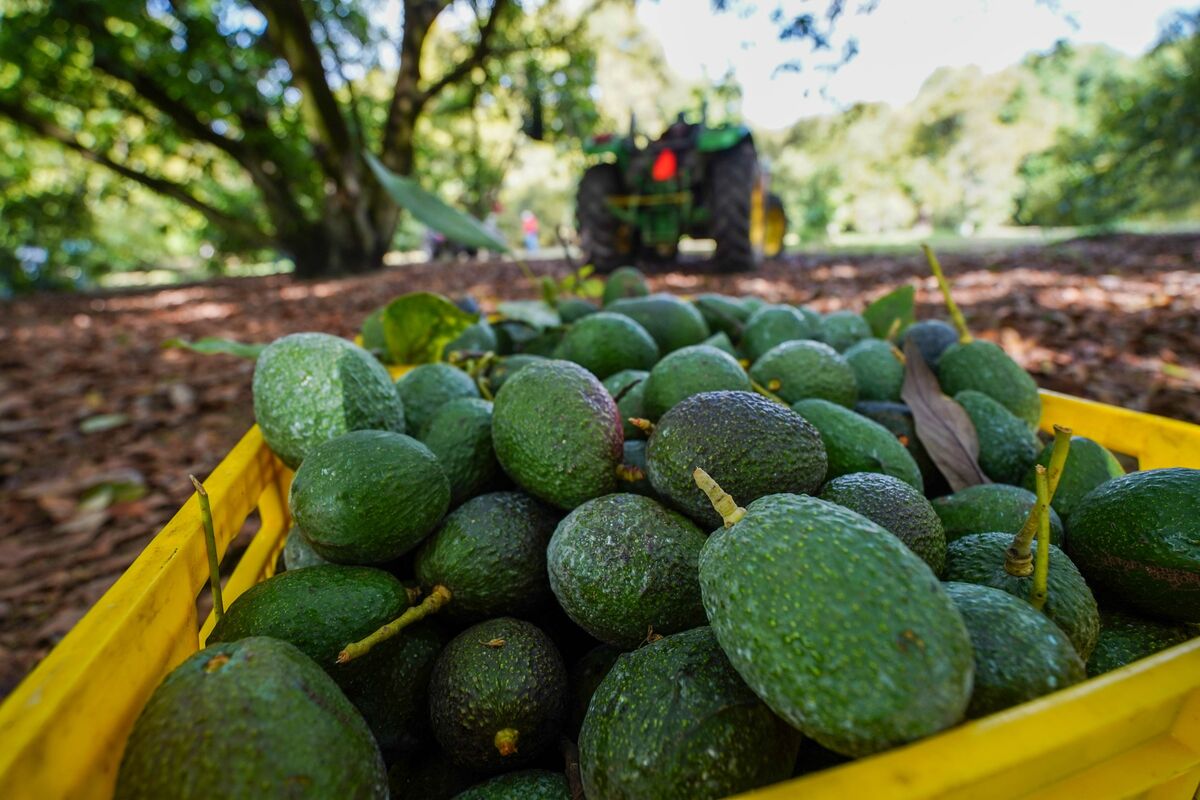 México protegerá aguacate y cacao con criterio de indicaciones geográficas