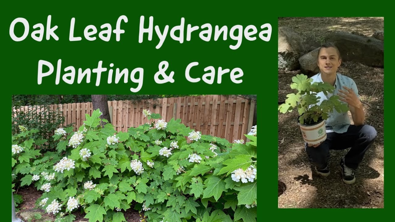 Oak leaf hydrangea - How to plant & care for hydrangea quercifolia