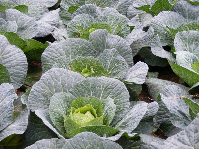 How to grow 'super food' cabbages all year round