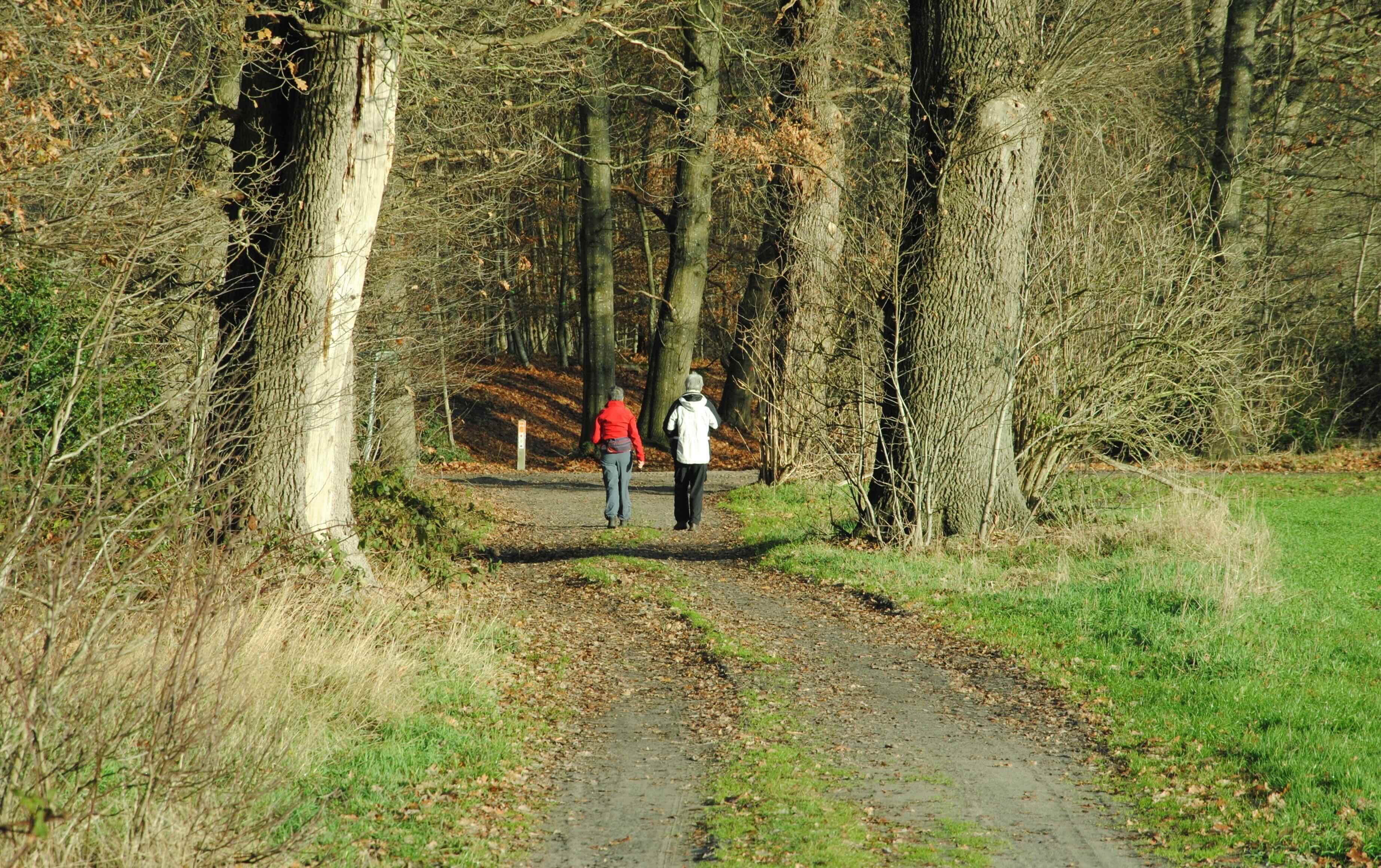 Lekker het bos in dit weekend: ontdek de glooiende paden van ...