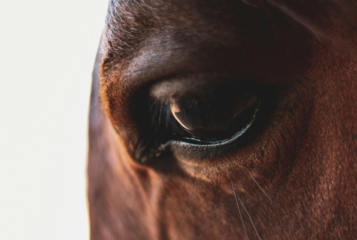 Resgate de cavalo durante inundações comove: conhece a história do Caramelo
