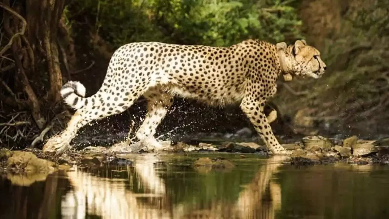Namibian cheetah Aasha gives birth to 5 cubs at Kuno, India’s cheetah ...