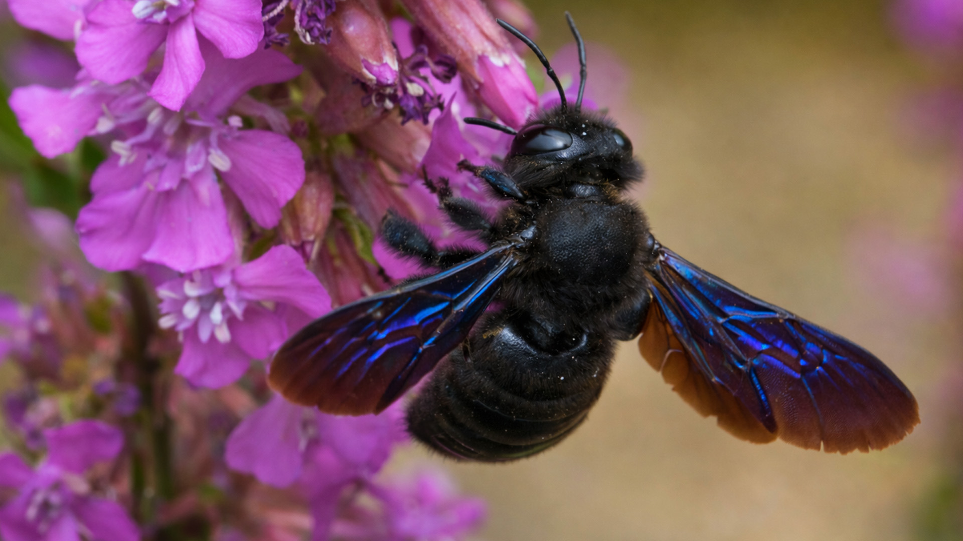 Carpenter bee pollination activity on wild flowers