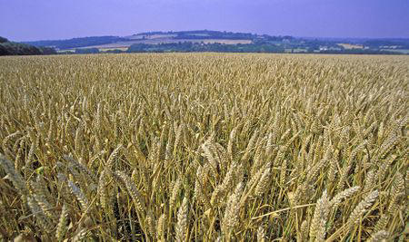 Cheaper to buy maize than grow it — SA grain farmers under the hammer