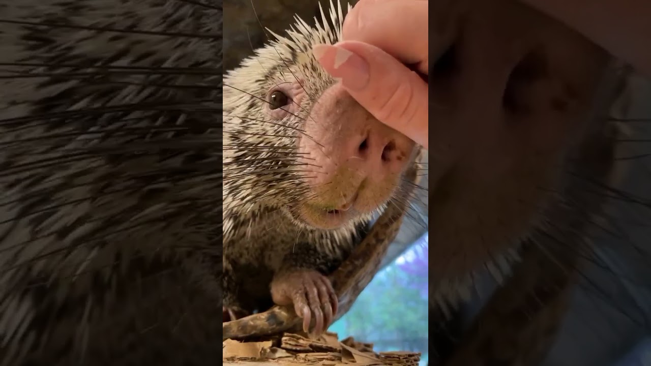 See a cute porcupine enjoy the best head scratches