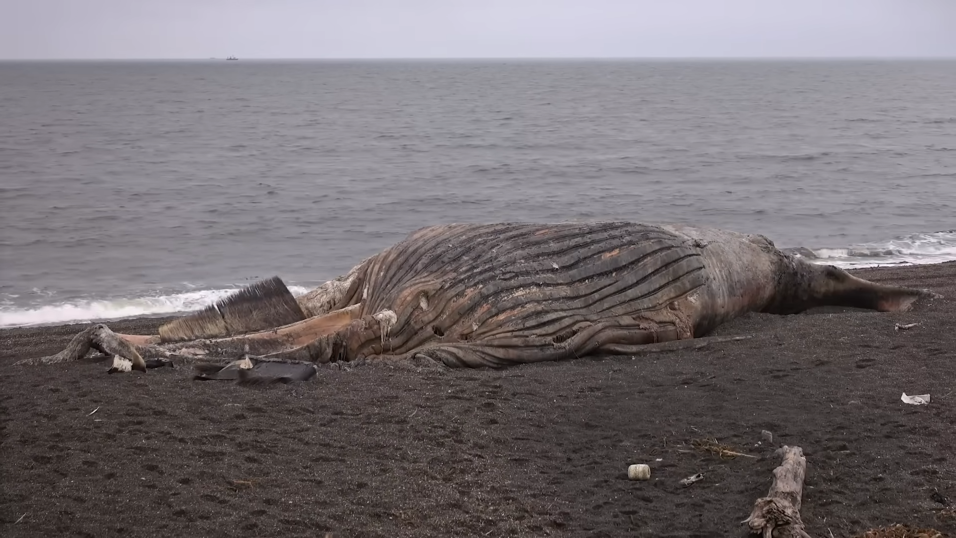 A dead whale hit the beach - then it exploded