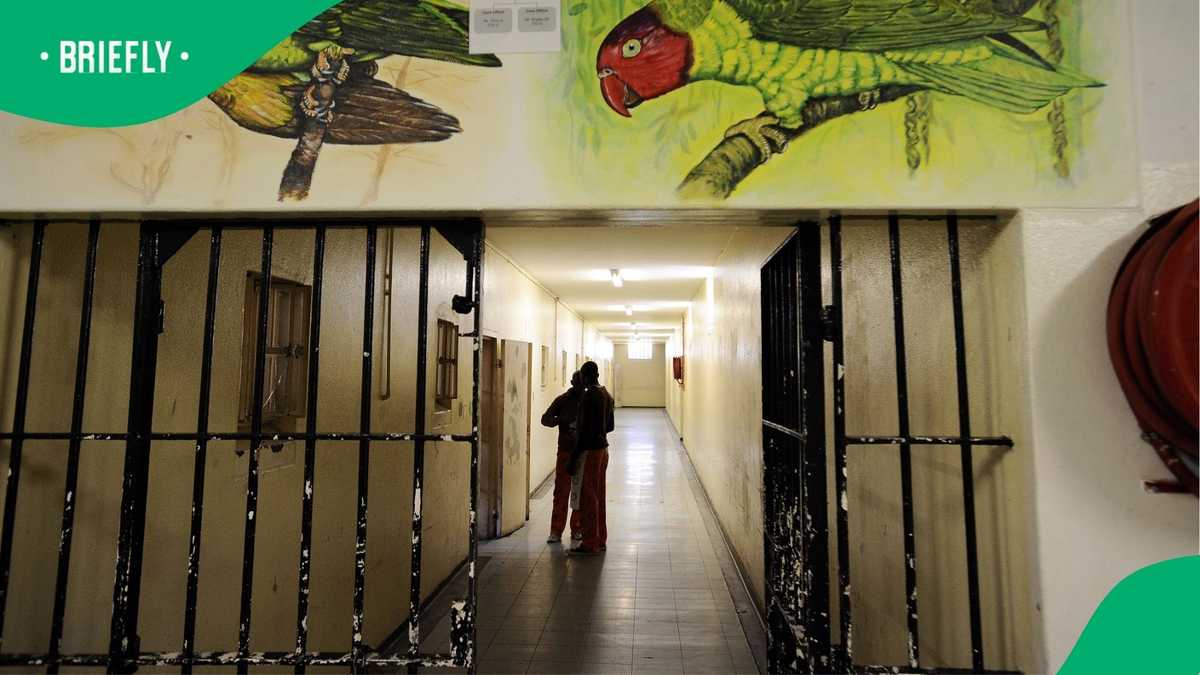 Hawks arrest correctional officer for plotting murder of senior staff ...