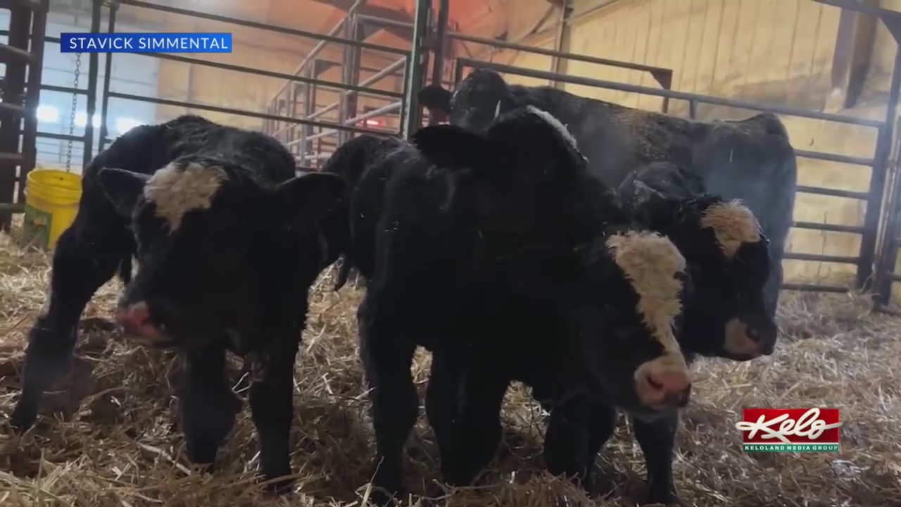 Quadruplet bull calves all grown up