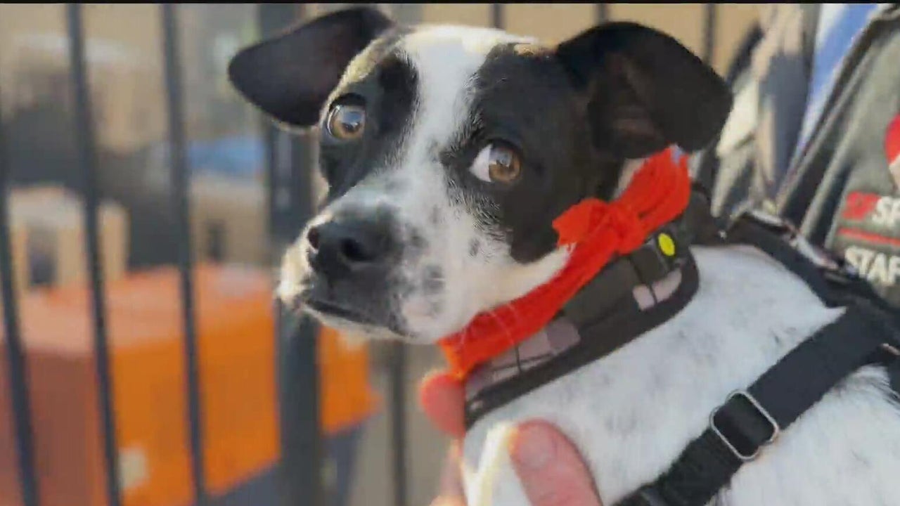 Dog from San Francisco SPCA to play in Puppy Bowl, an event that ...