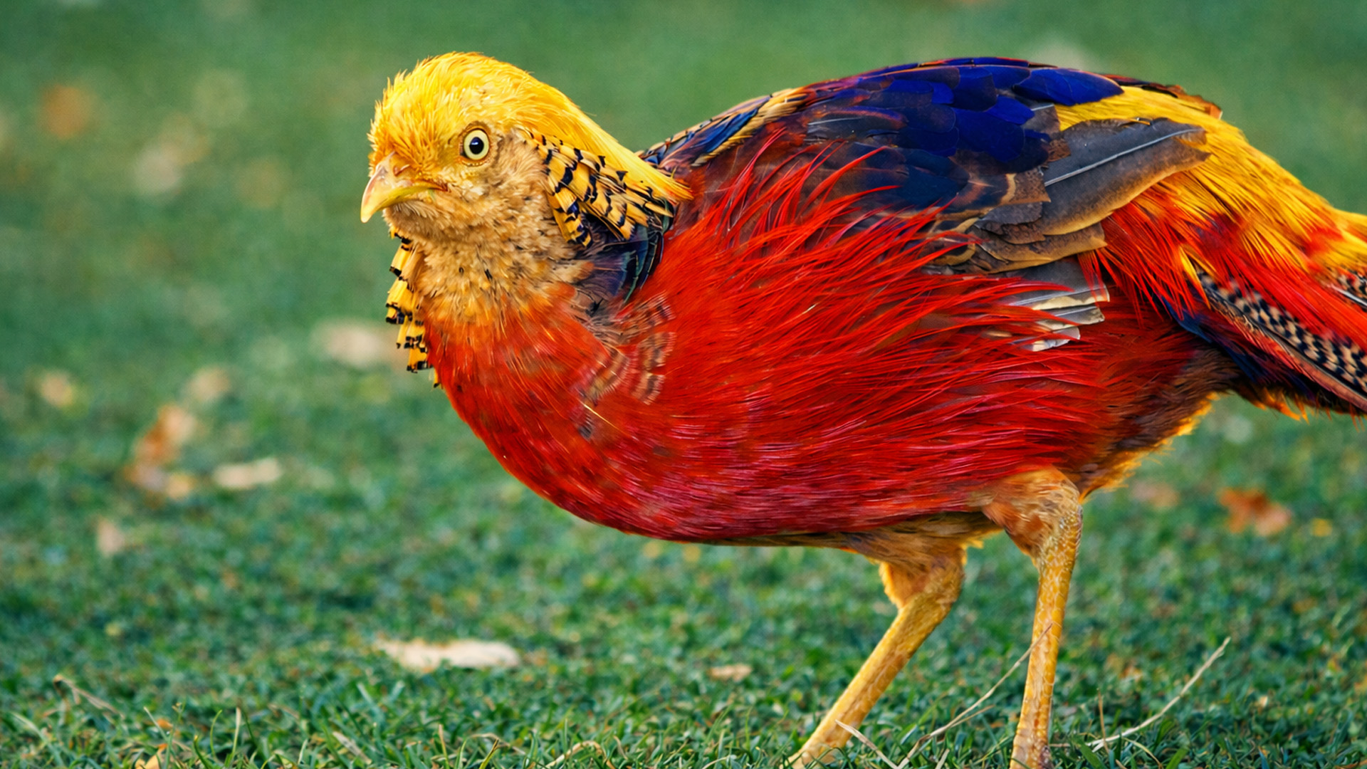 This bird’s colors immediately caught my attention