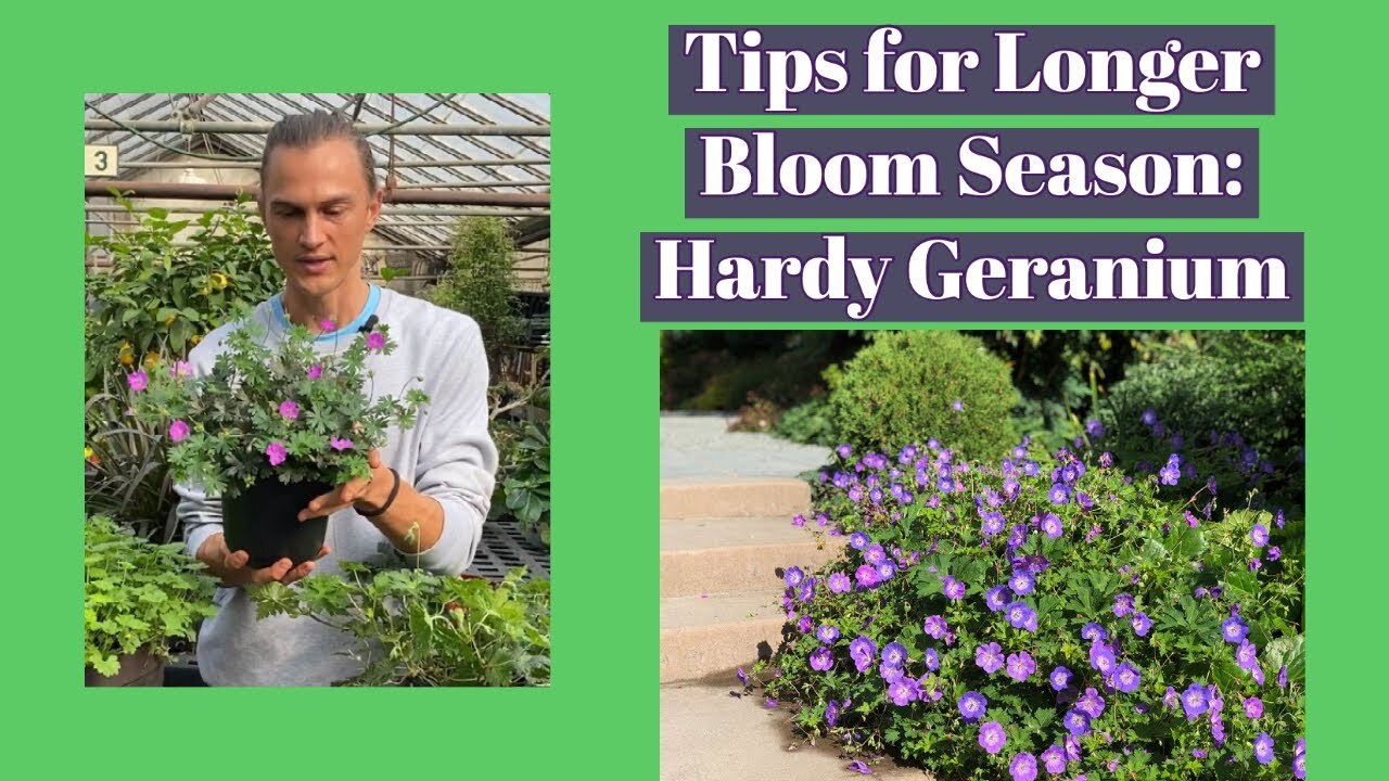 Hardy geranium: How to get more flowers & reblooming