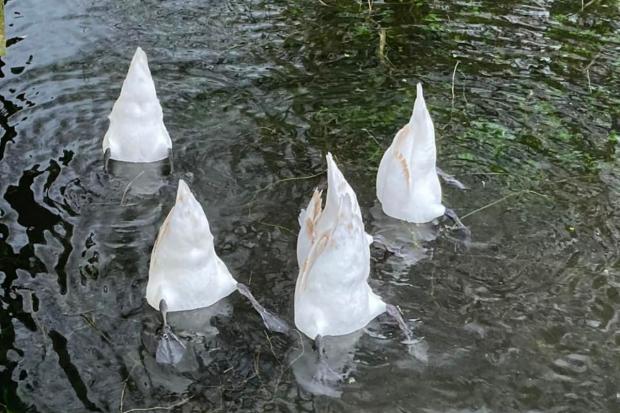 'Up tails all' - Swans dipped in unison captured in our picture of the week