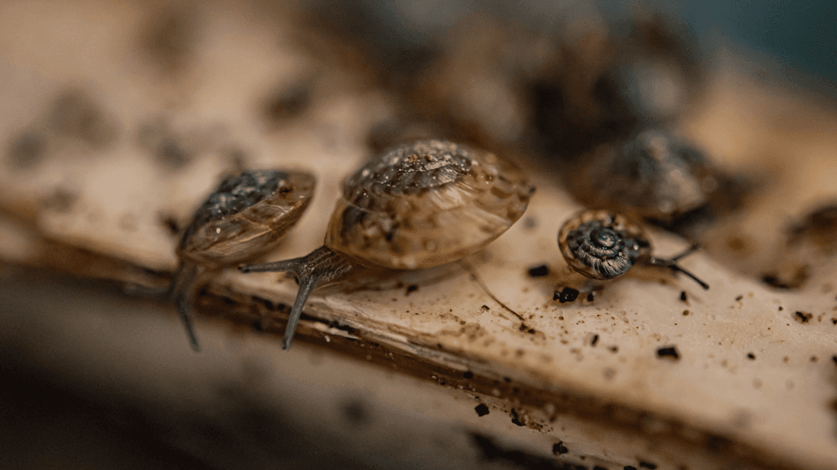 “We can prevent extinction”: Snail officially saved from extinction ...